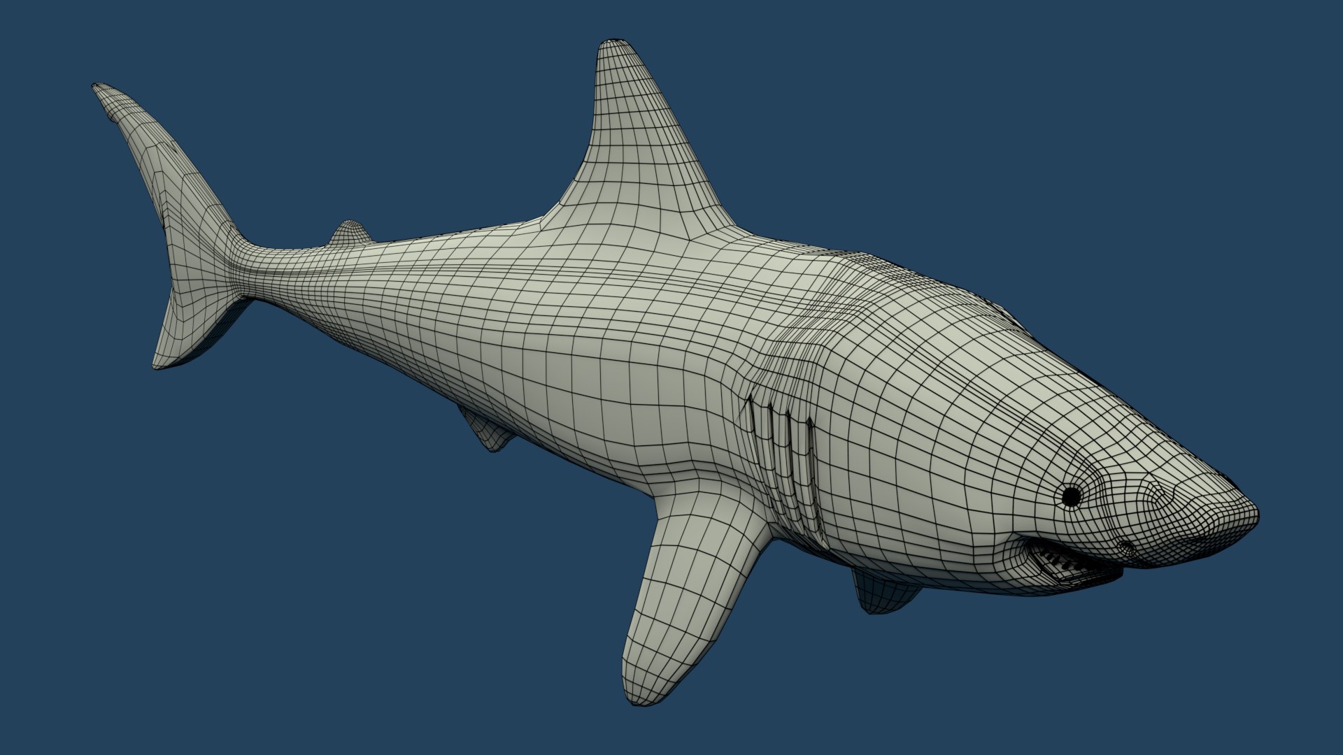 3D Great White Shark - TurboSquid 1798515