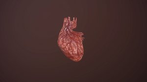 Animated Anatomy Heartbeat 3D Models For Download | TurboSquid