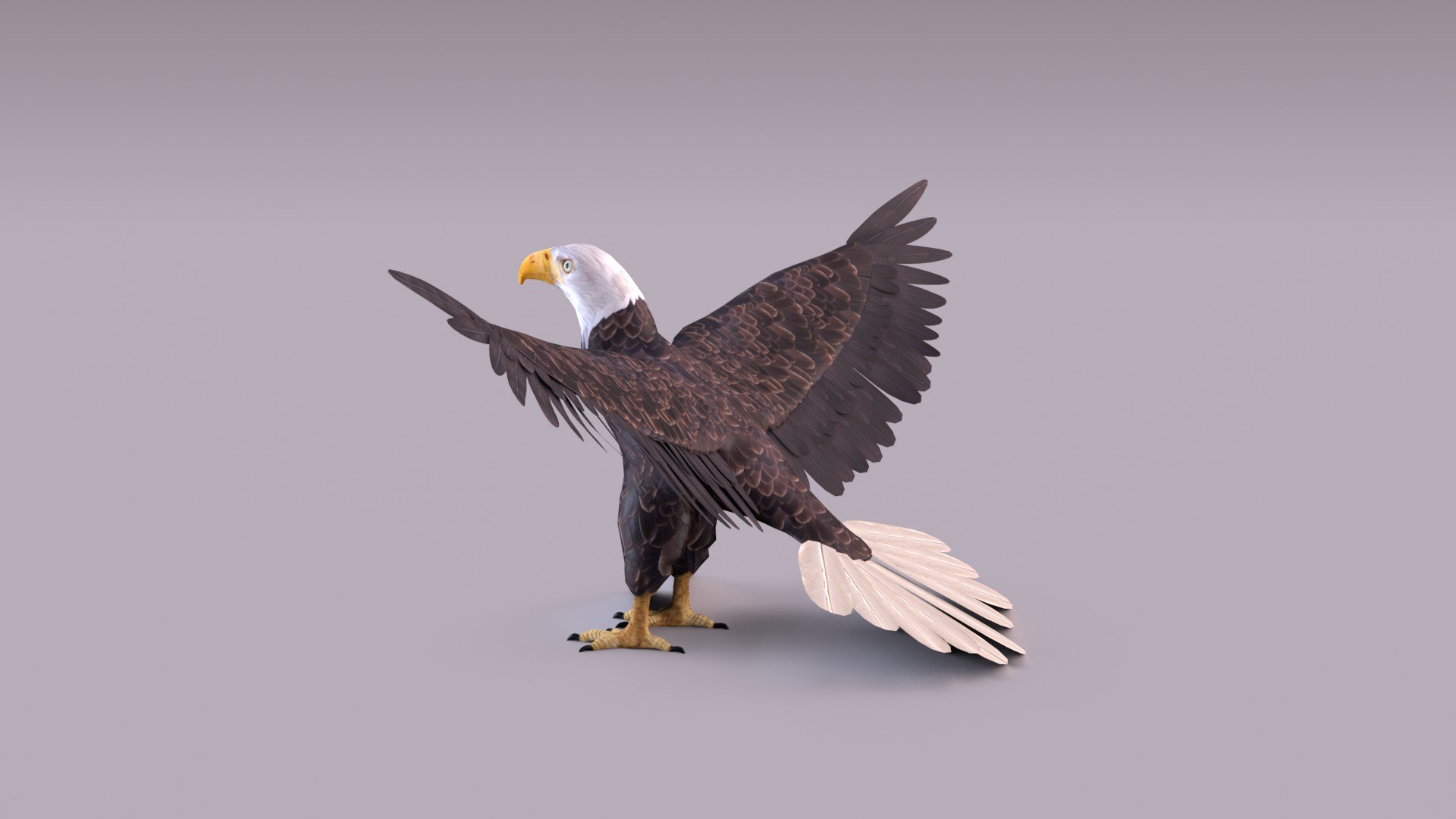 3D Bald Eagle - TurboSquid 1866851