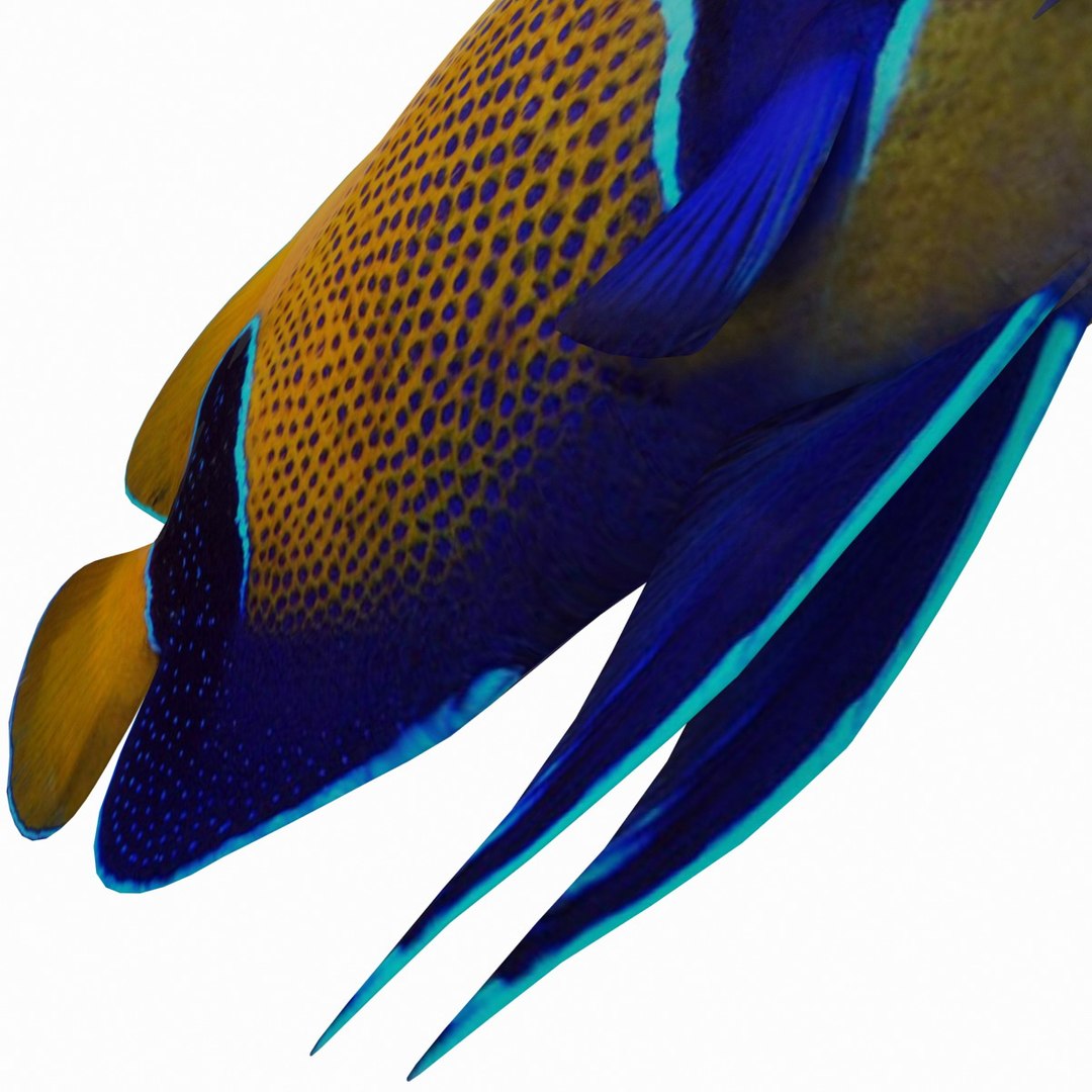 Tropical Fish Obj