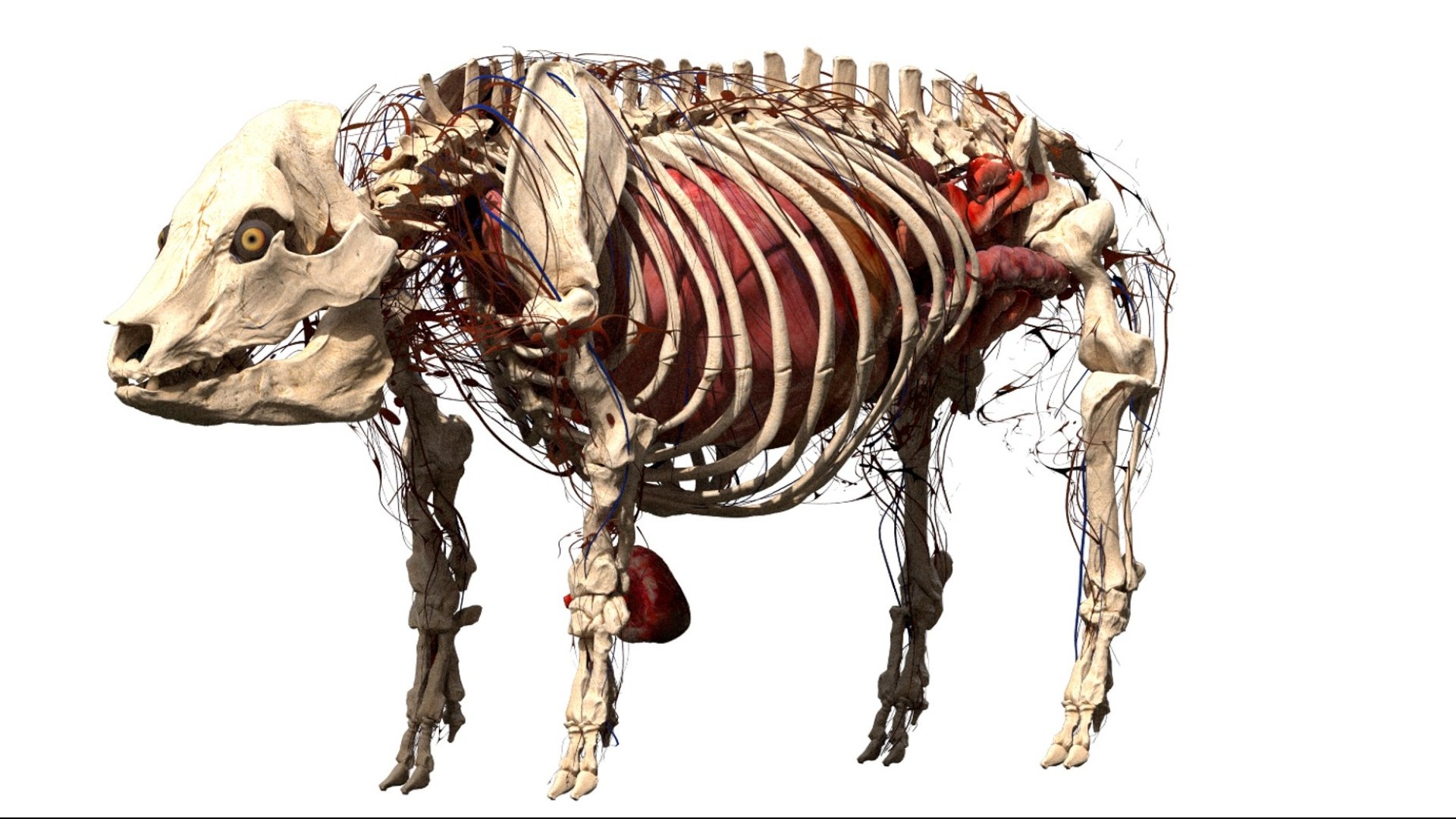 Pig Anatomy 3D 3D Model - TurboSquid 2442860