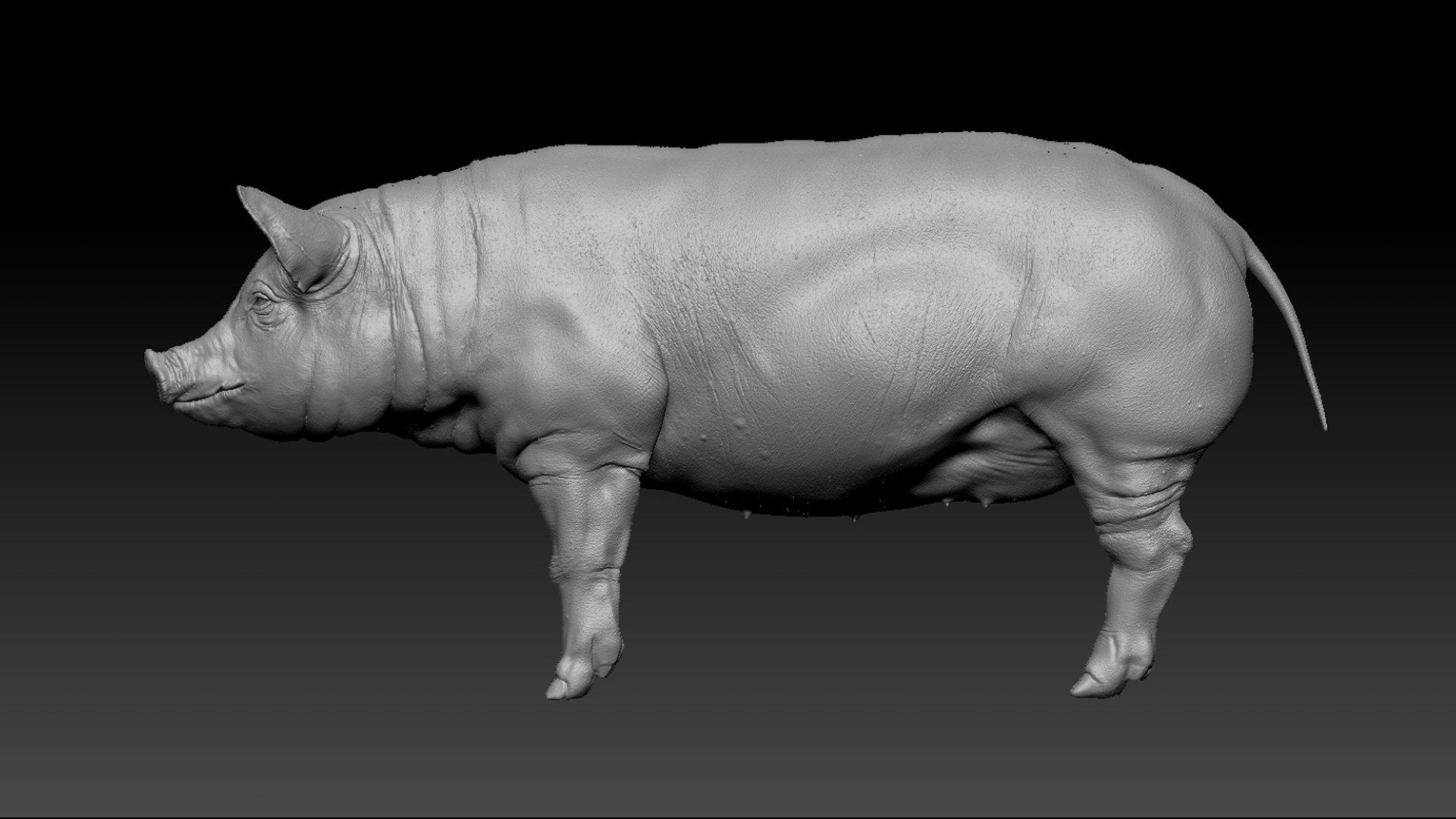 Pig Anatomy 3D 3D Model - TurboSquid 2442860