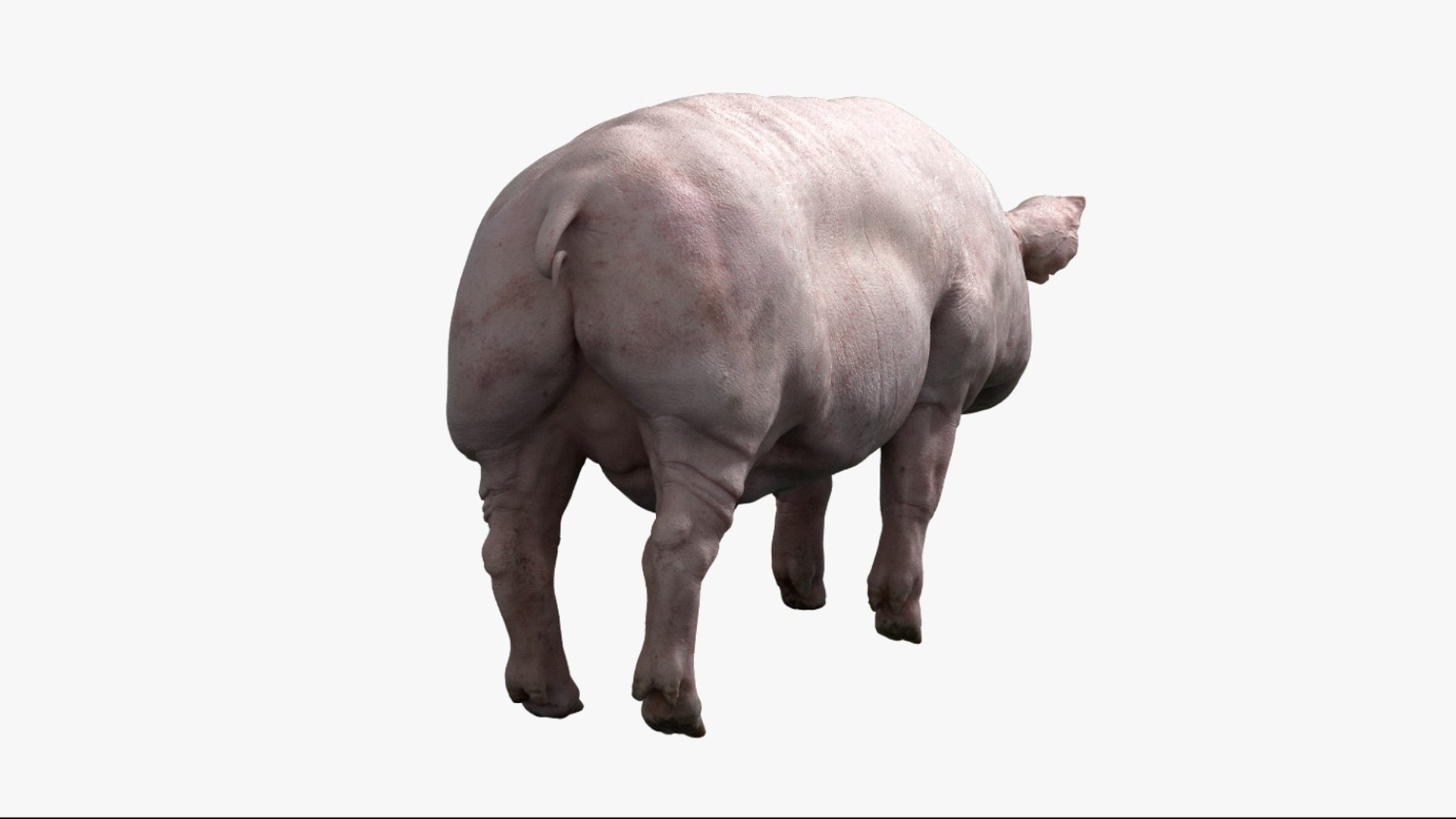 Pig Anatomy 3D 3D Model - TurboSquid 2442860