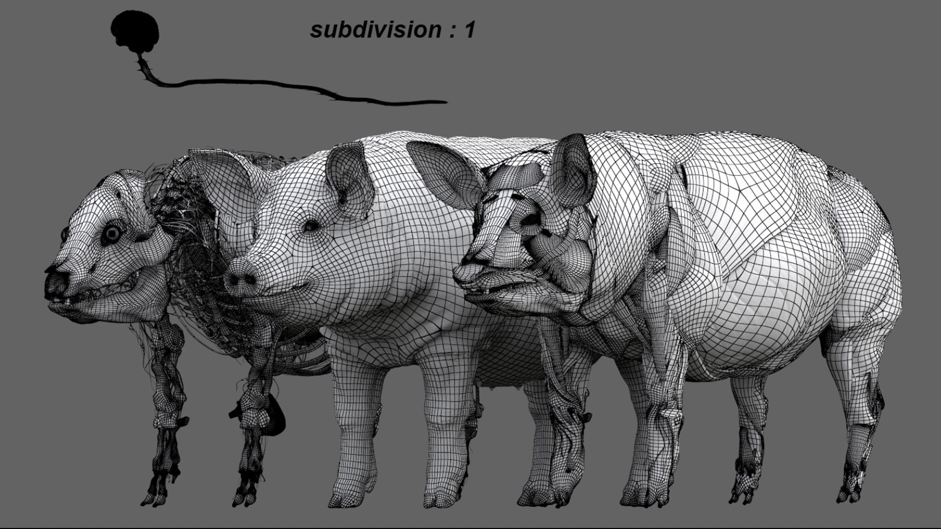 Pig Anatomy 3D 3D Model - TurboSquid 2442860