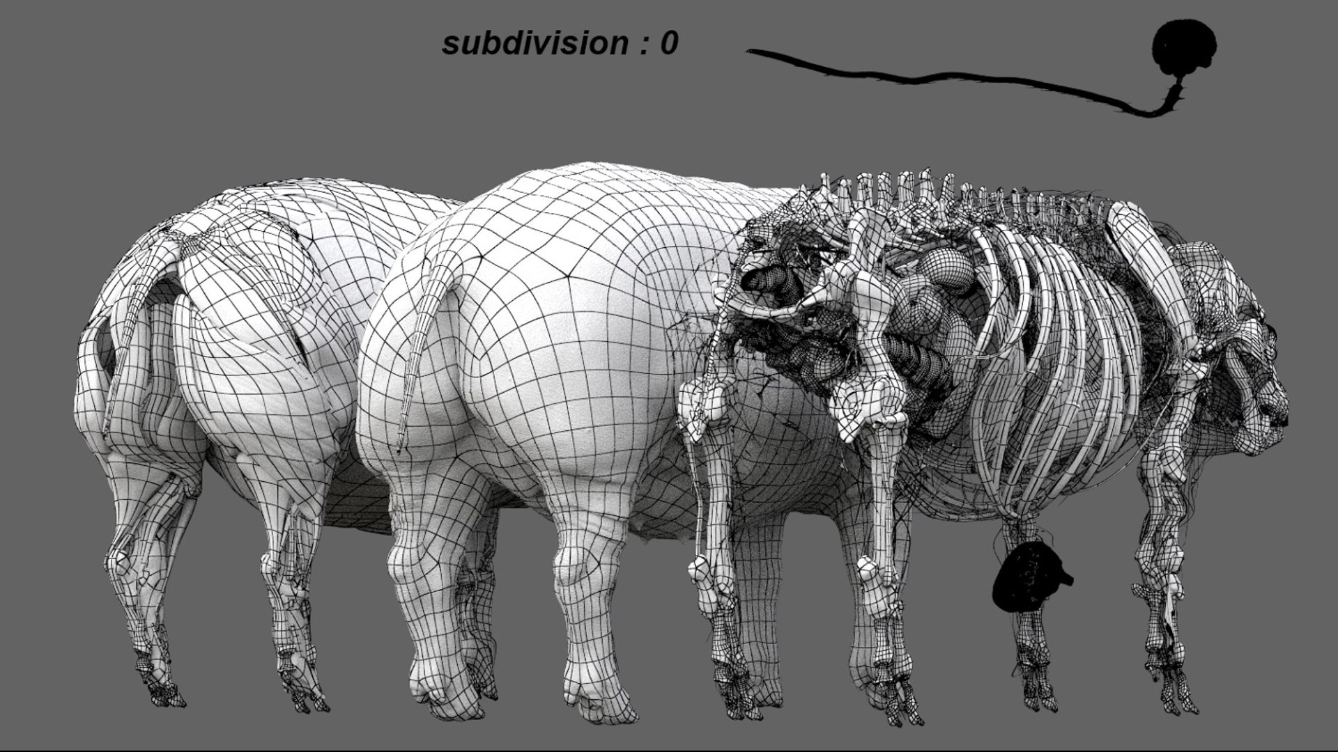 Pig Anatomy 3D 3D Model - TurboSquid 2442860
