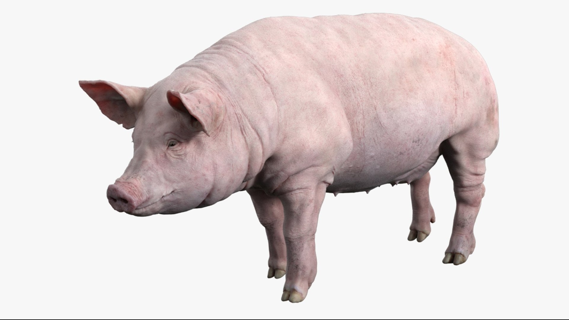 Pig Anatomy 3D 3D Model - TurboSquid 2442860