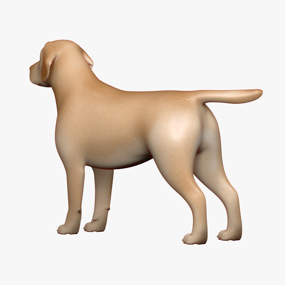 3D Model Labrador Dog - TurboSquid 1331800