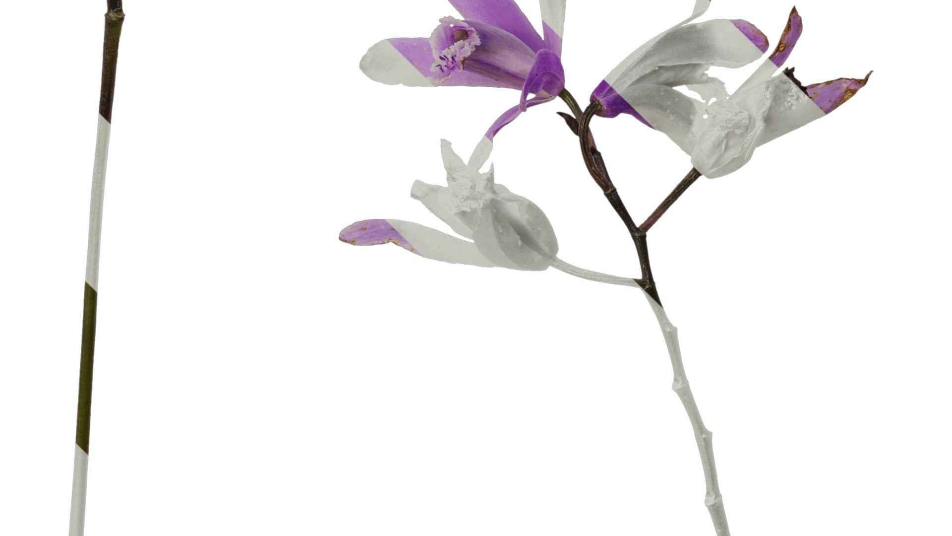 Anydrafts Bletilla Striata Flower 03 Textures 3D - TurboSquid 2352775