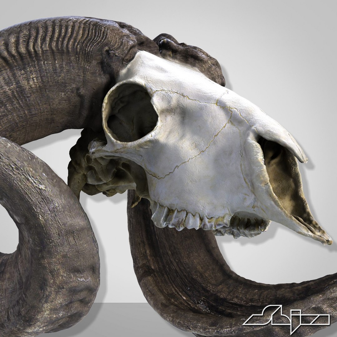 Goat Skull 3d Max