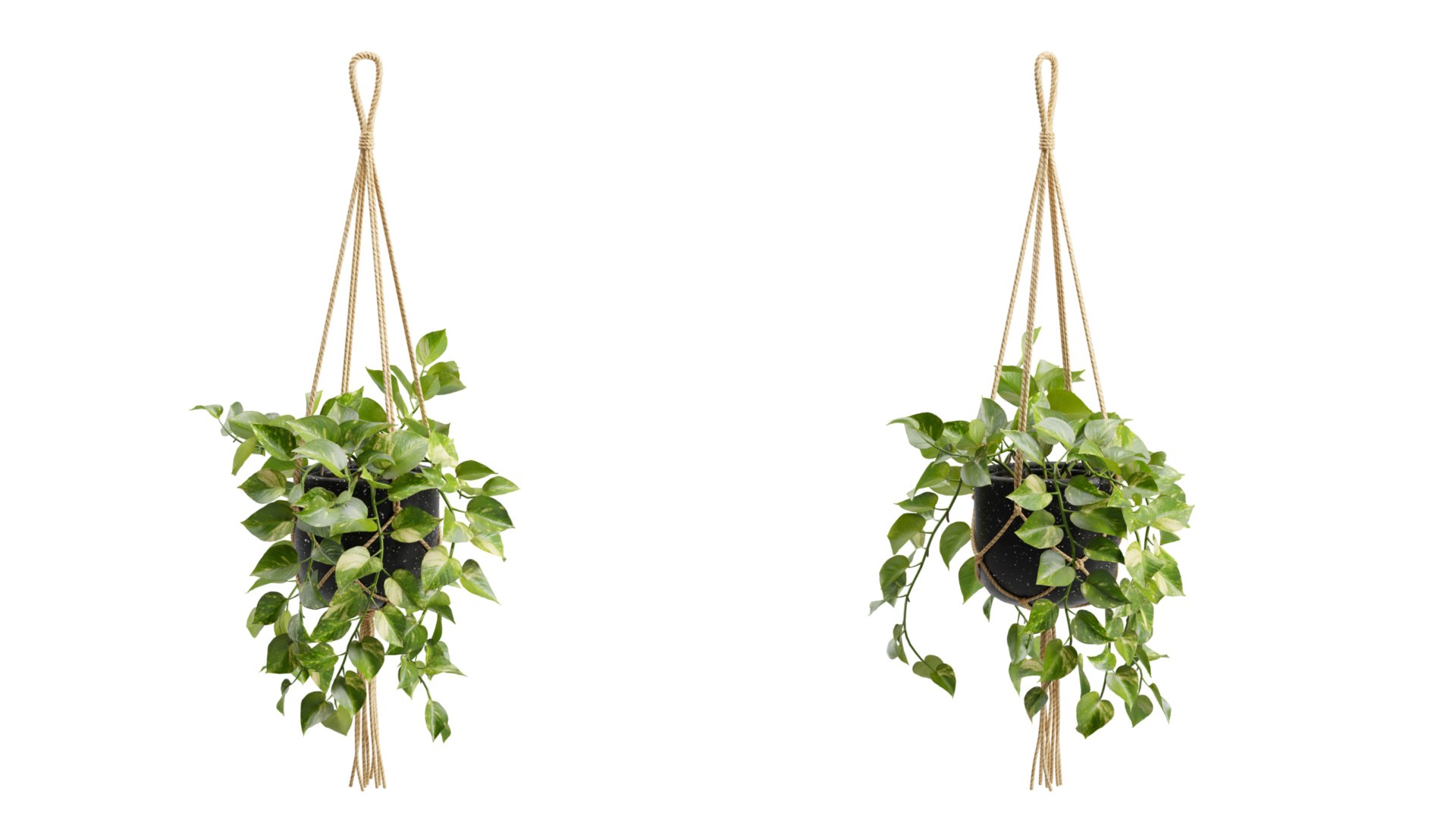 Hanging Pothos 3D - TurboSquid 2144368