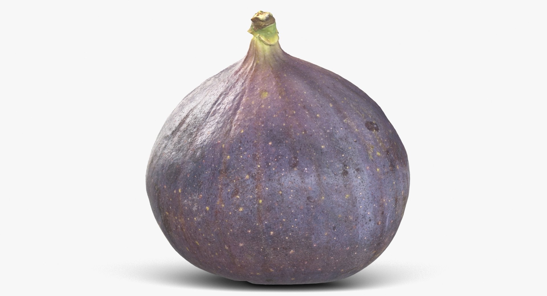 Common Fig Model - TurboSquid 1199501