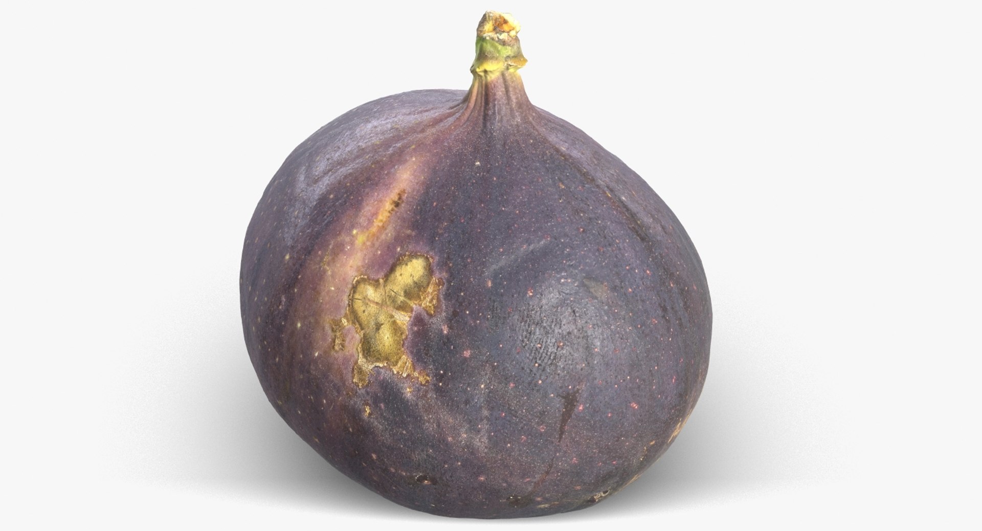 Common Fig Model - TurboSquid 1199501