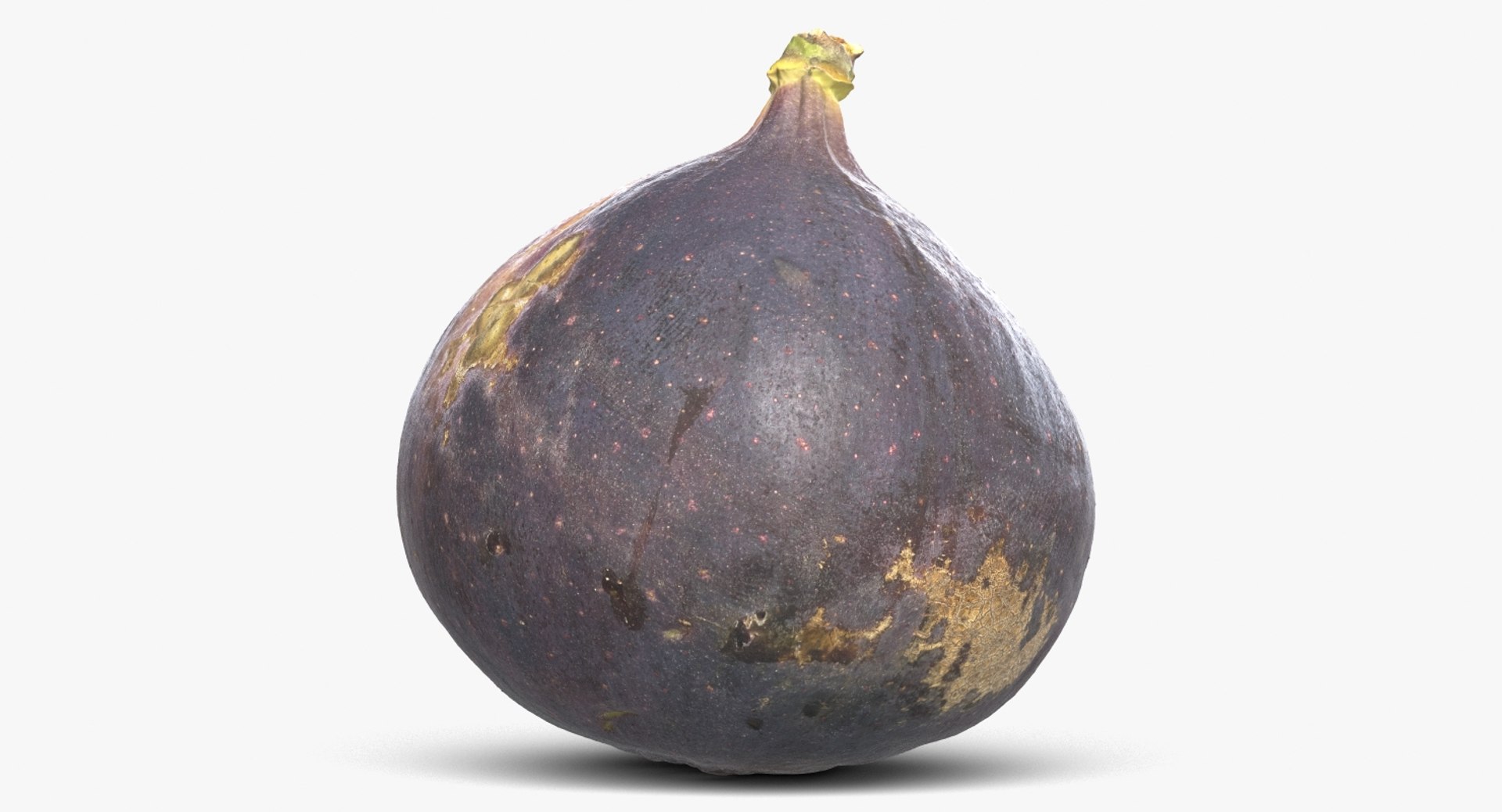 Common Fig Model - TurboSquid 1199501