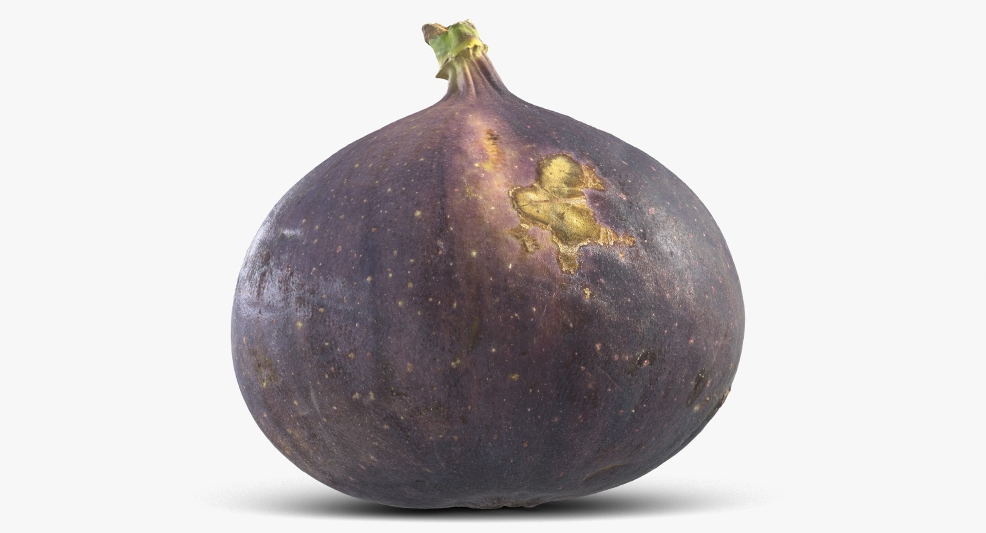 Common Fig Model - TurboSquid 1199501