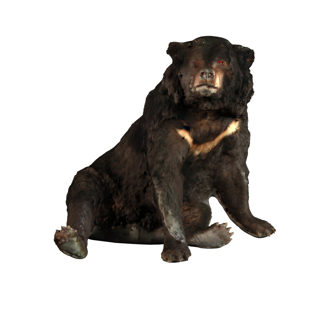 3D Bear - TurboSquid 748443