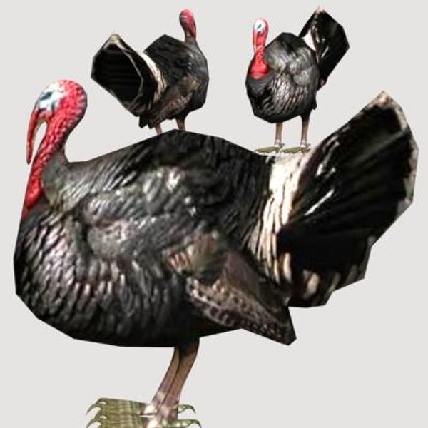 3D Turkey Models | TurboSquid