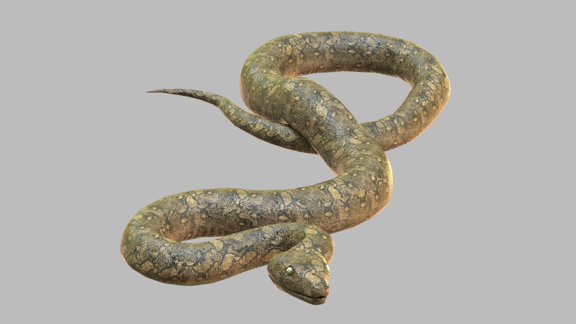 Snake 3D Model - TurboSquid 1807136