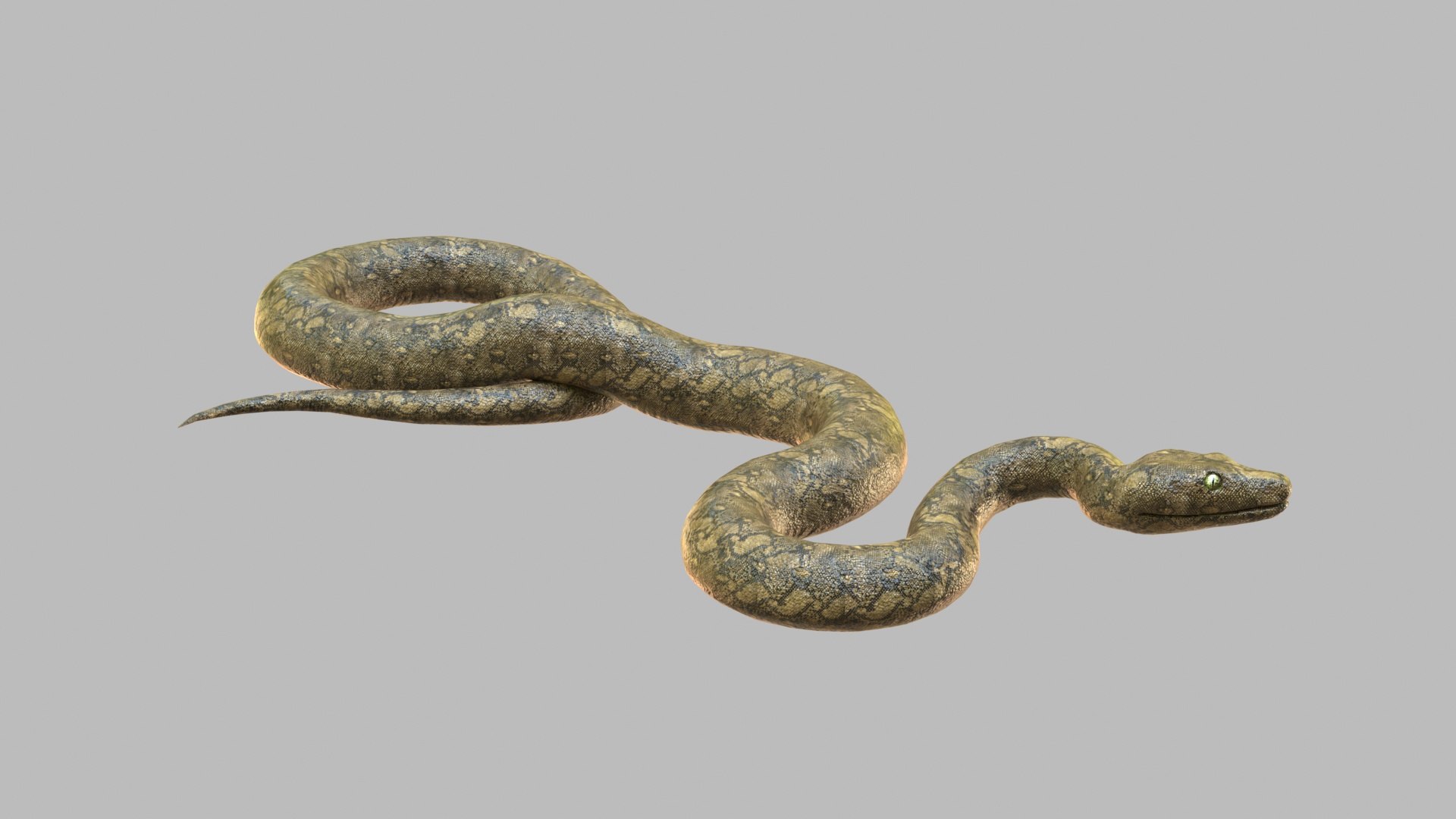 Snake 3D Model - TurboSquid 1807136
