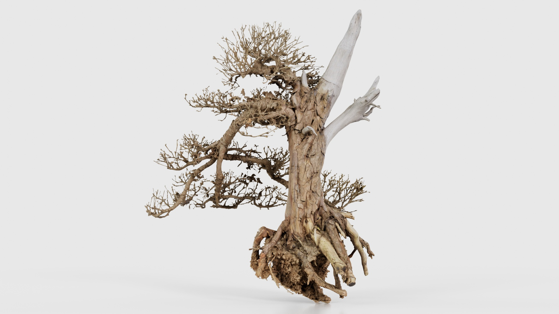 Dead Bonsai Tree 3 Remastered 3D Model - TurboSquid 2363127