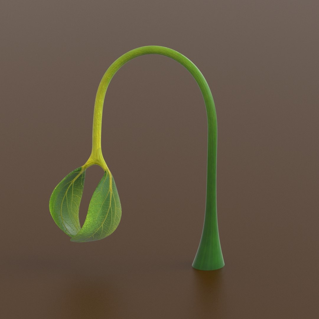 3D growing plant leaf model - TurboSquid 1410034