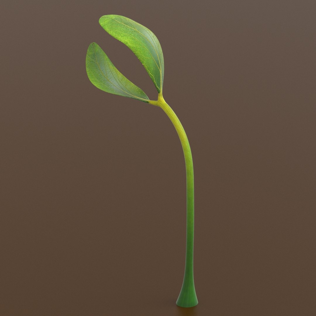 3D growing plant leaf model - TurboSquid 1410034