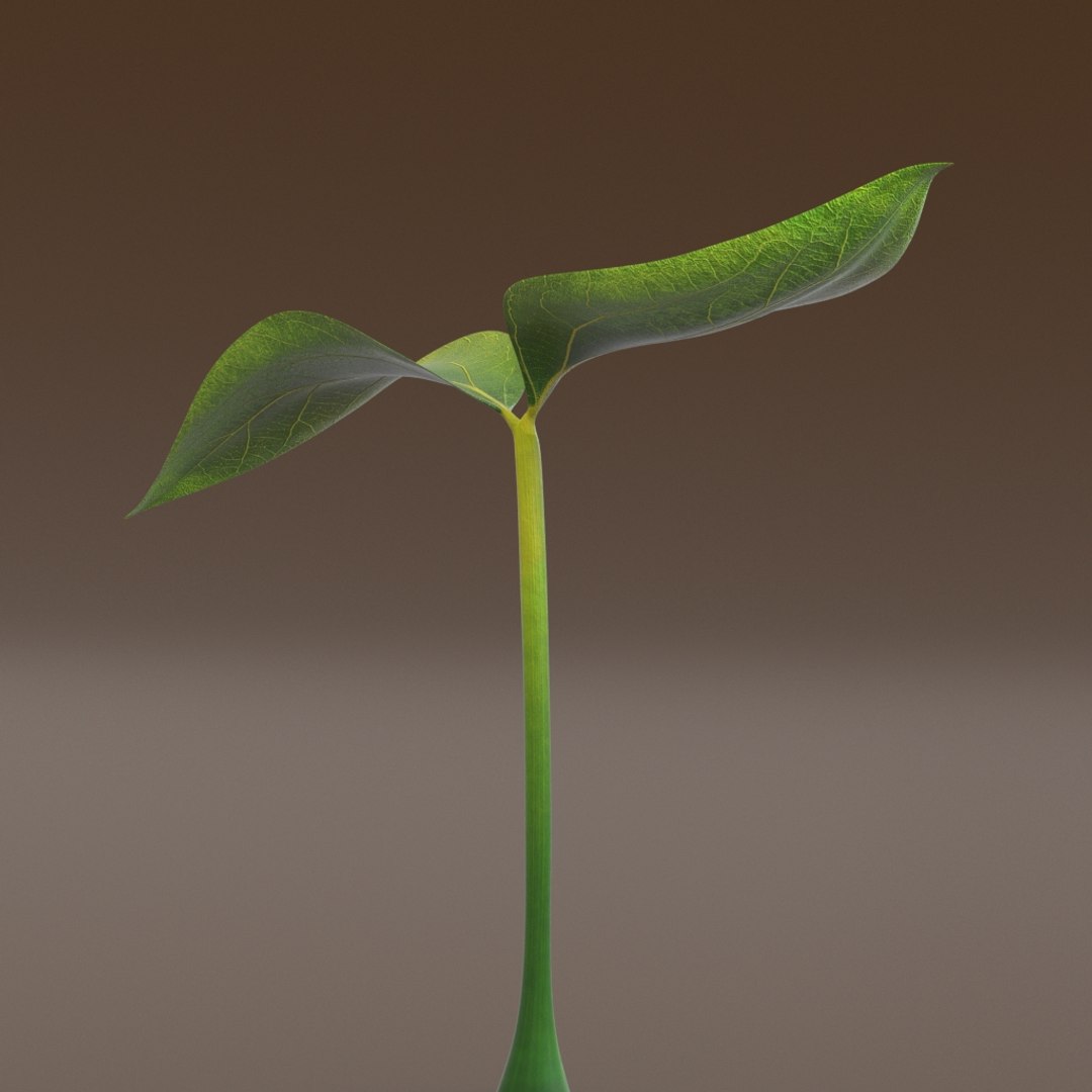 3D growing plant leaf model - TurboSquid 1410034