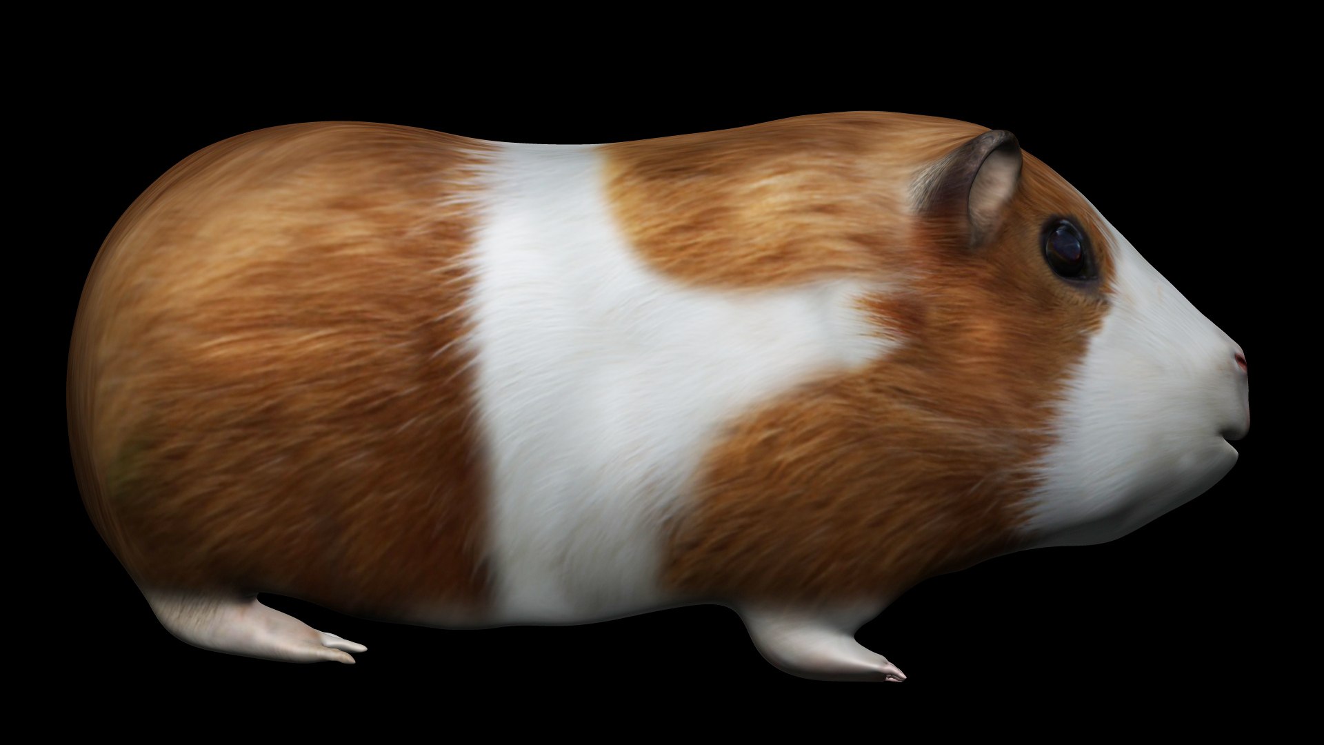 3D Fully Rigged Low Poly Guinea Pig Model - TurboSquid 1724849