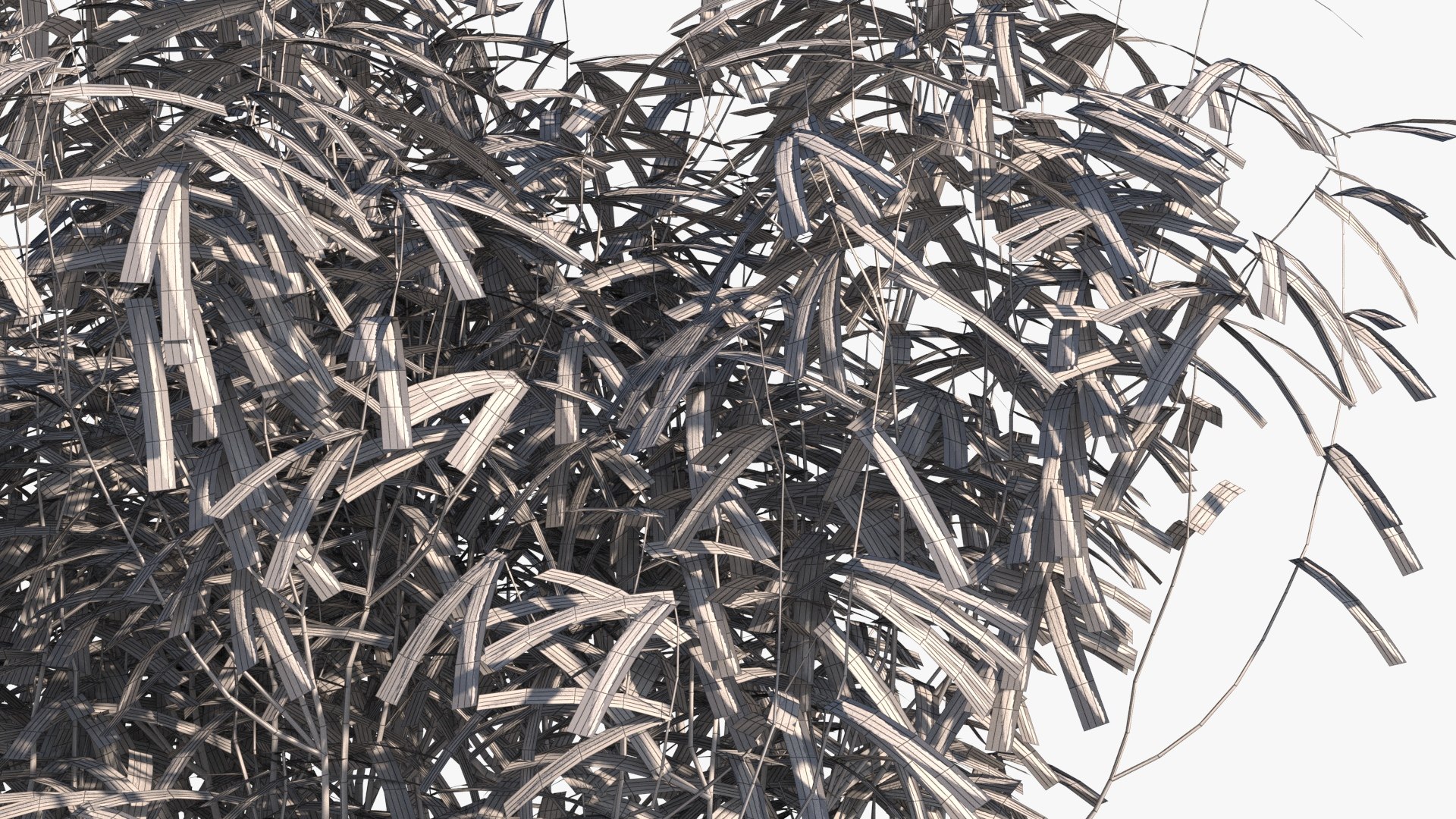 3D Salix viminalis basket willow model - TurboSquid 2039612