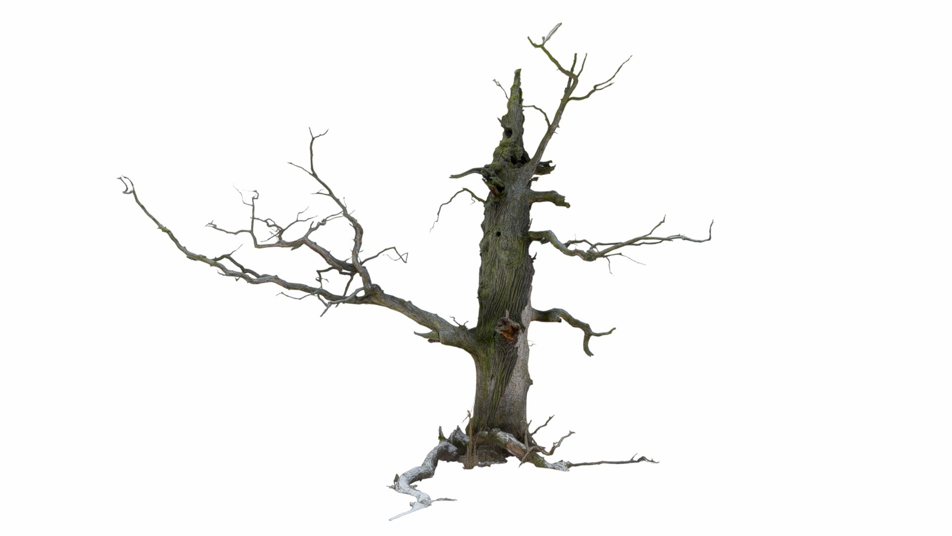 600-year-old Dead Oak - ENT 06 3D Model - TurboSquid 2338738