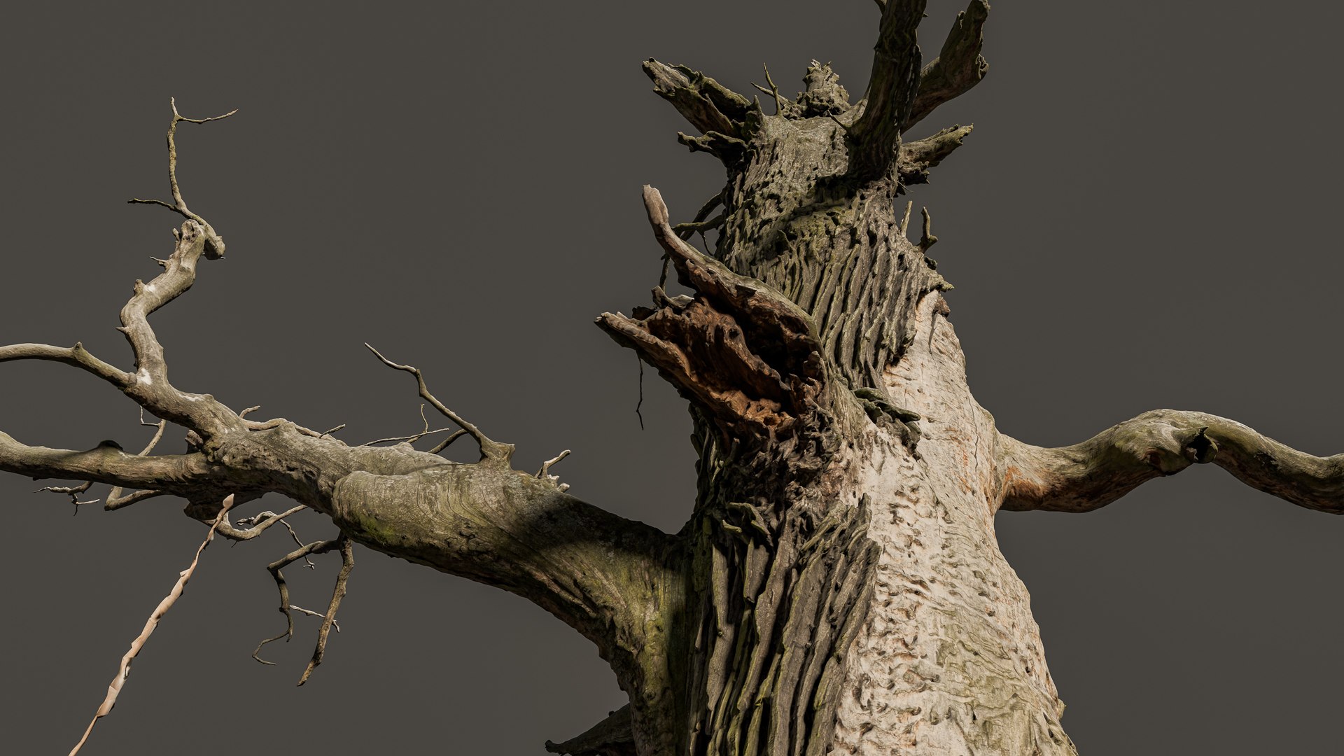 600-year-old Dead Oak - ENT 06 3D Model - TurboSquid 2338738
