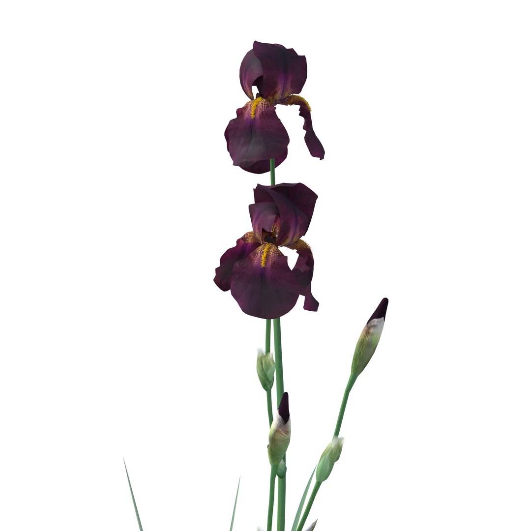 3D Iris Plant Flower Model - TurboSquid 1666986