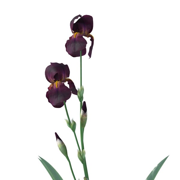3D iris plant flower model - TurboSquid 1666986