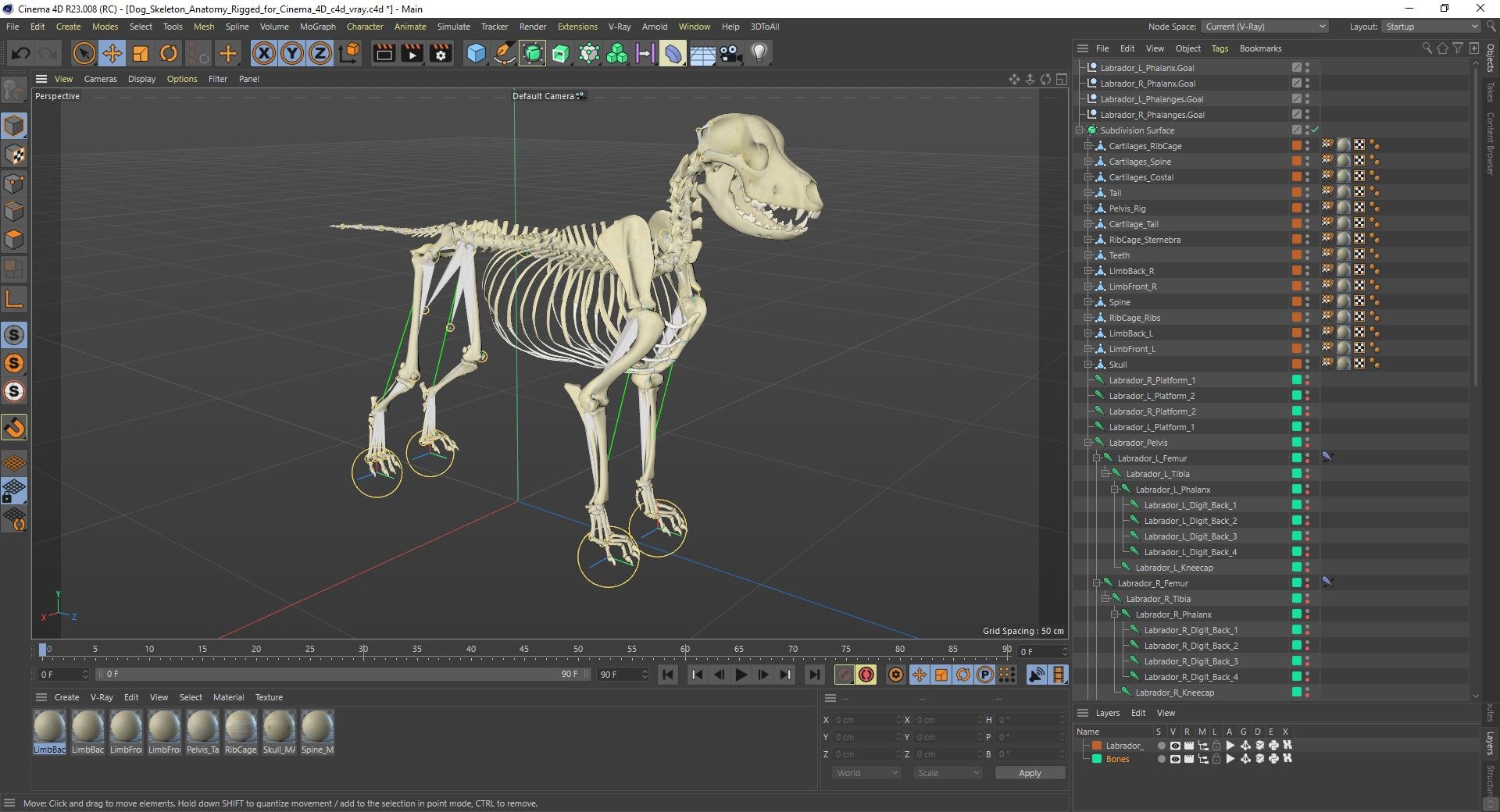 Dog Skeleton Anatomy Rigged For Cinema 4D 3D Model - TurboSquid 2422433