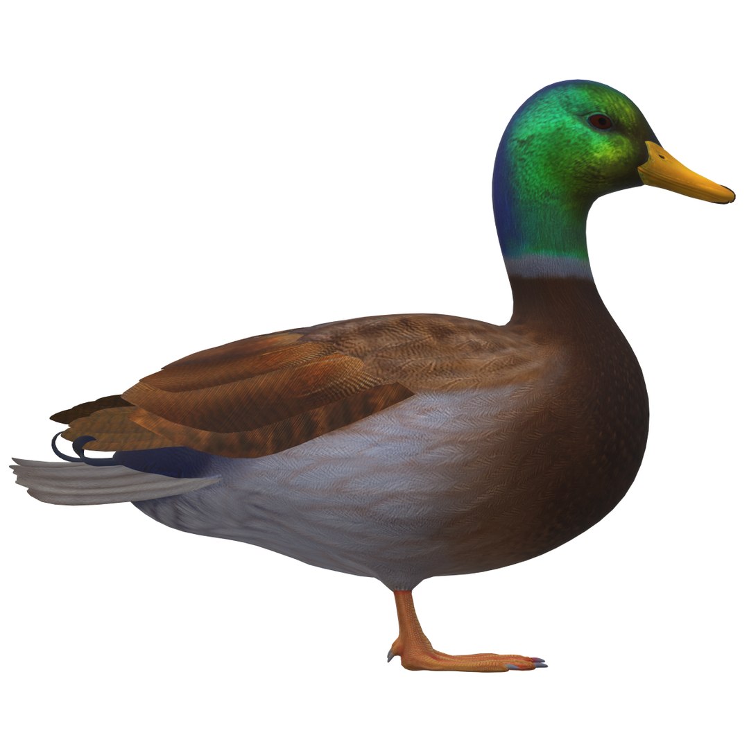 Duck 3D Model - TurboSquid 2305769