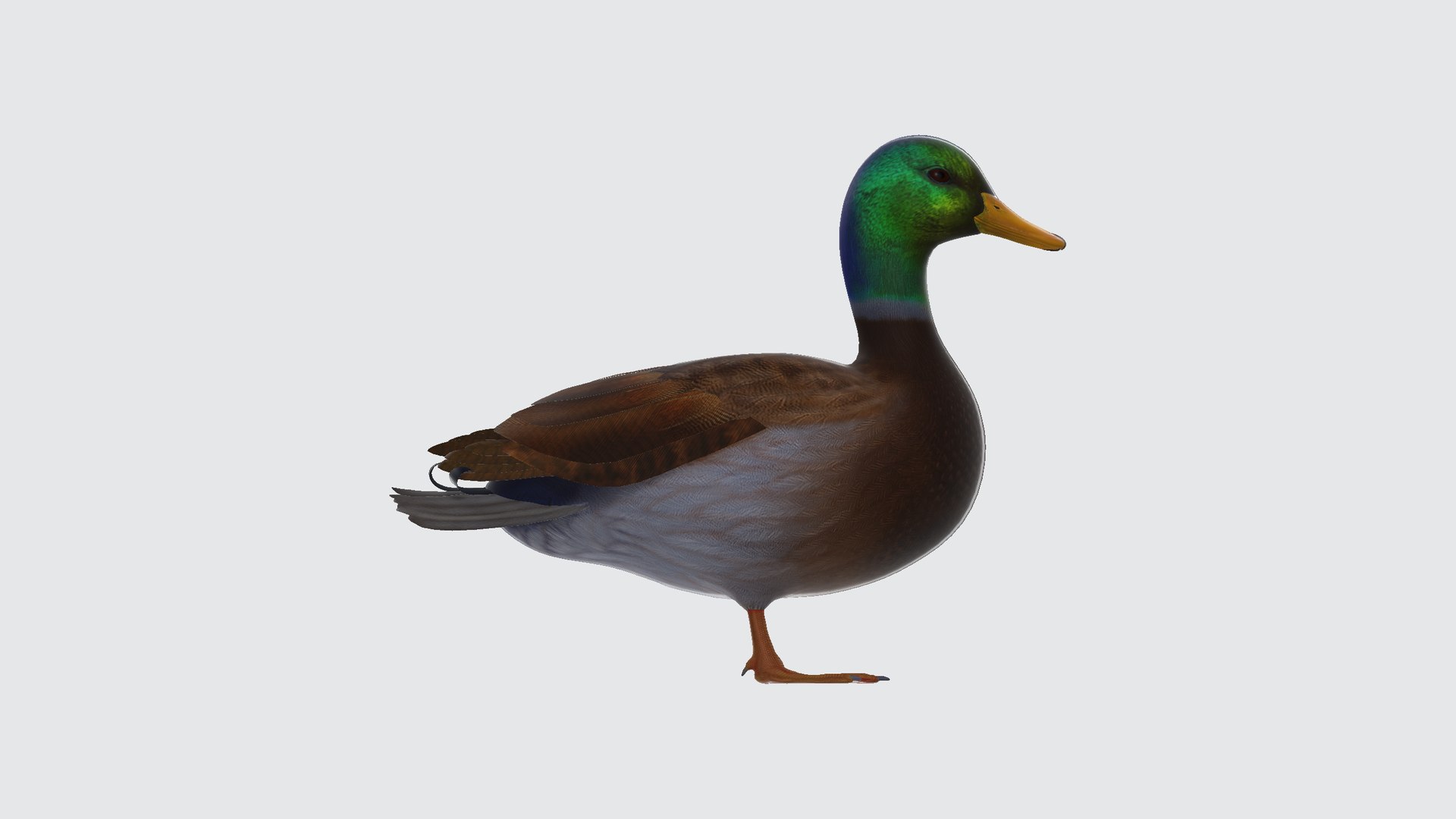 Duck 3D Model - TurboSquid 2305769