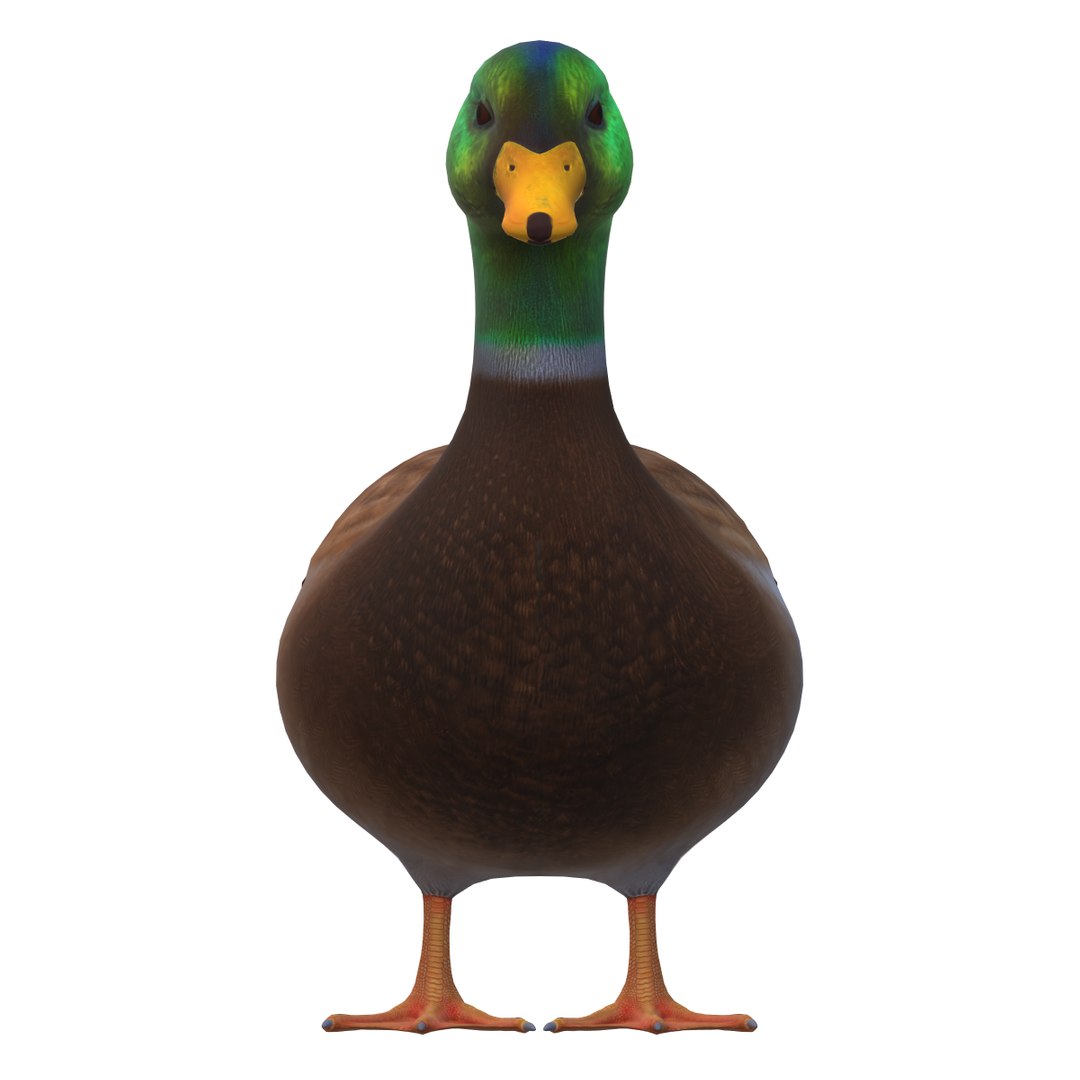 Duck 3D Model - TurboSquid 2305769