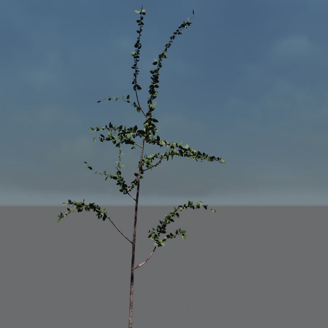 Small Tree 3d Model