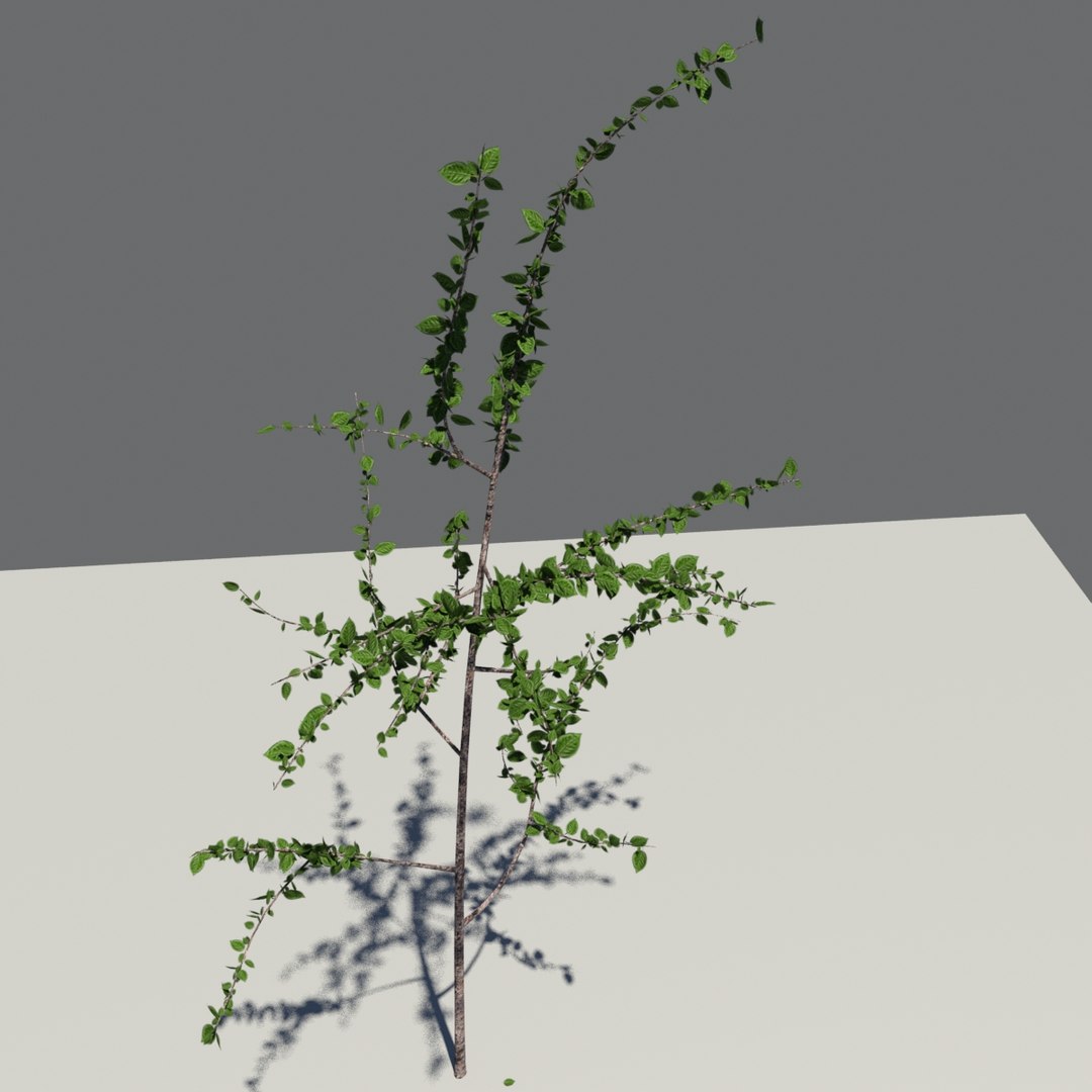 Small Tree 3d Model