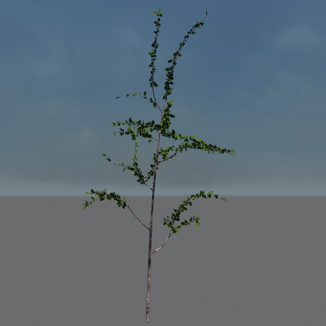 Small Tree 3d Model