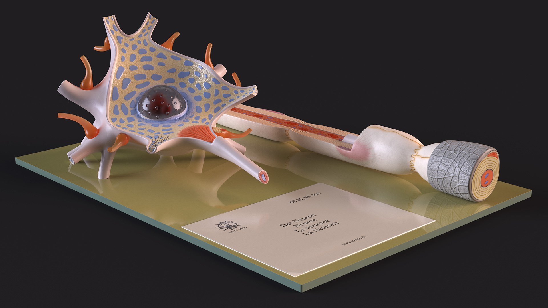 3D model Human Neuron Model Cross-Section on Stand - TurboSquid 2060147
