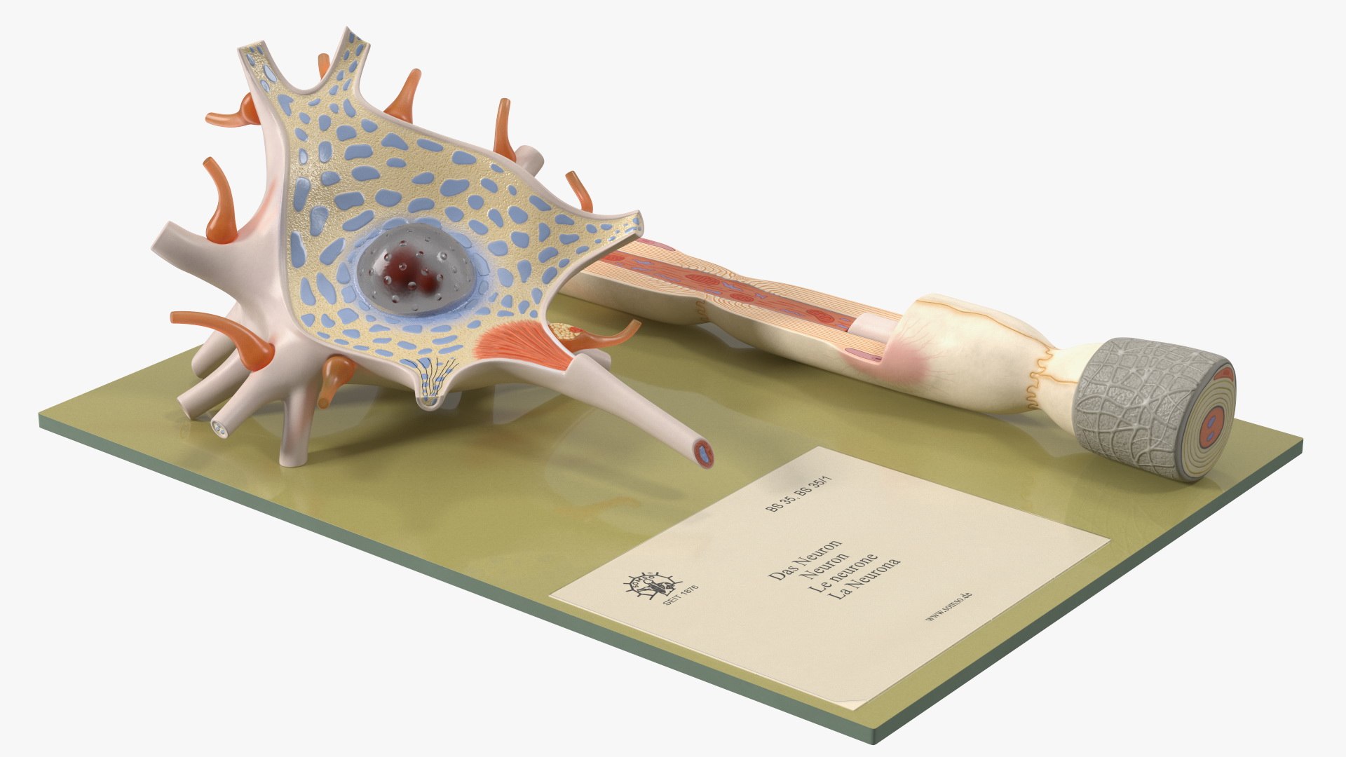 3D model Human Neuron Model Cross-Section on Stand - TurboSquid 2060147