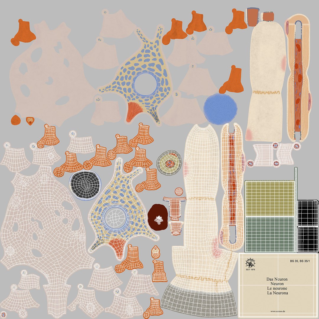 3D model Human Neuron Model Cross-Section on Stand - TurboSquid 2060147