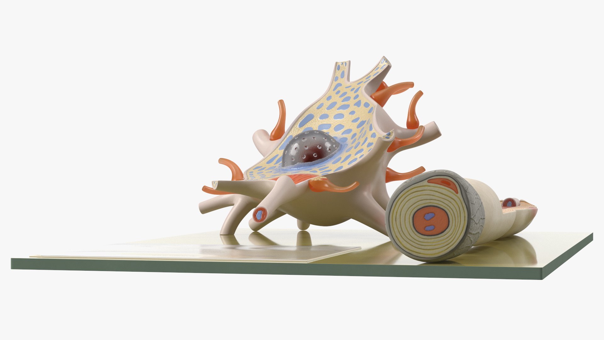 3D model Human Neuron Model Cross-Section on Stand - TurboSquid 2060147