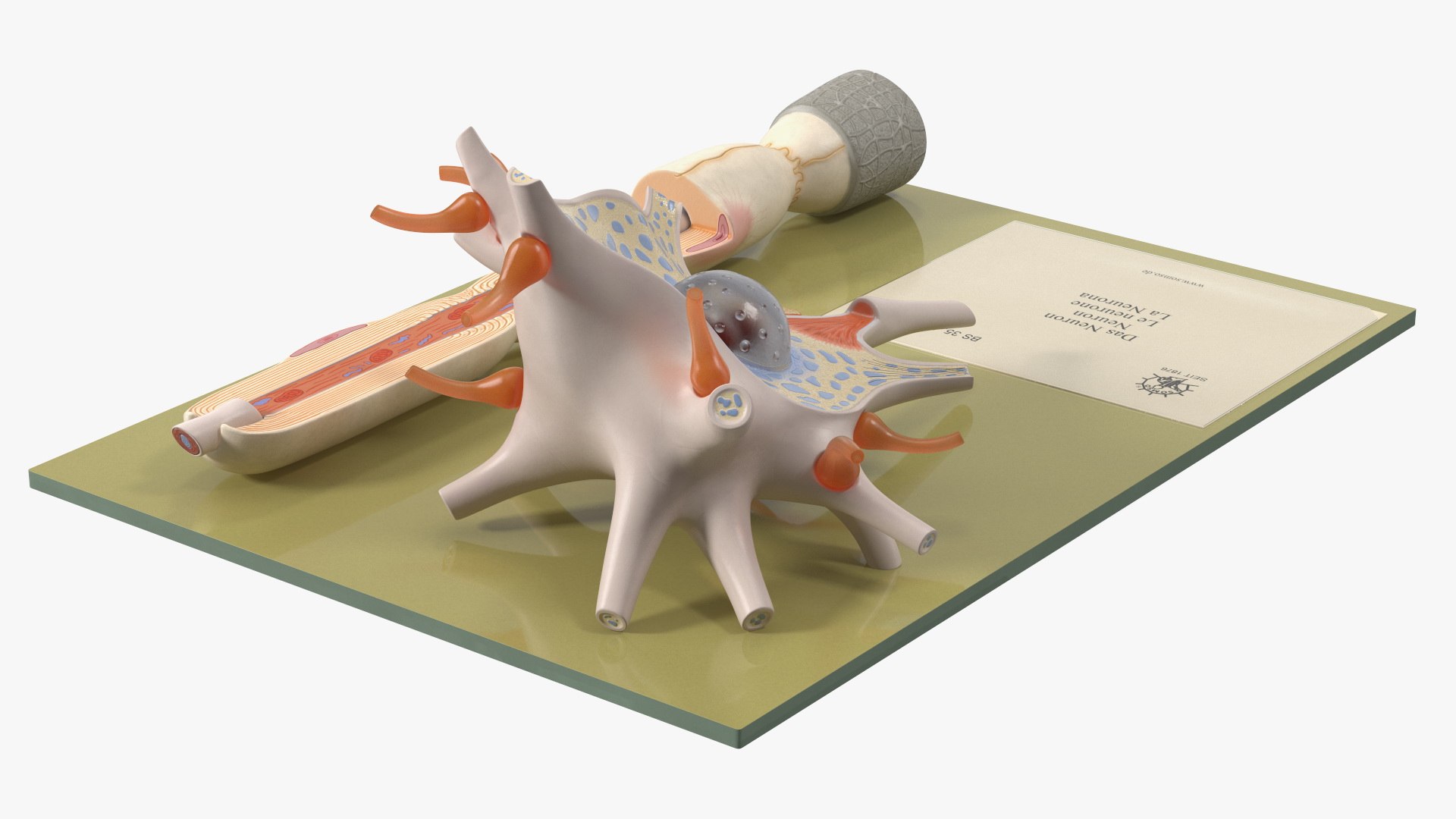 3D model Human Neuron Model Cross-Section on Stand - TurboSquid 2060147