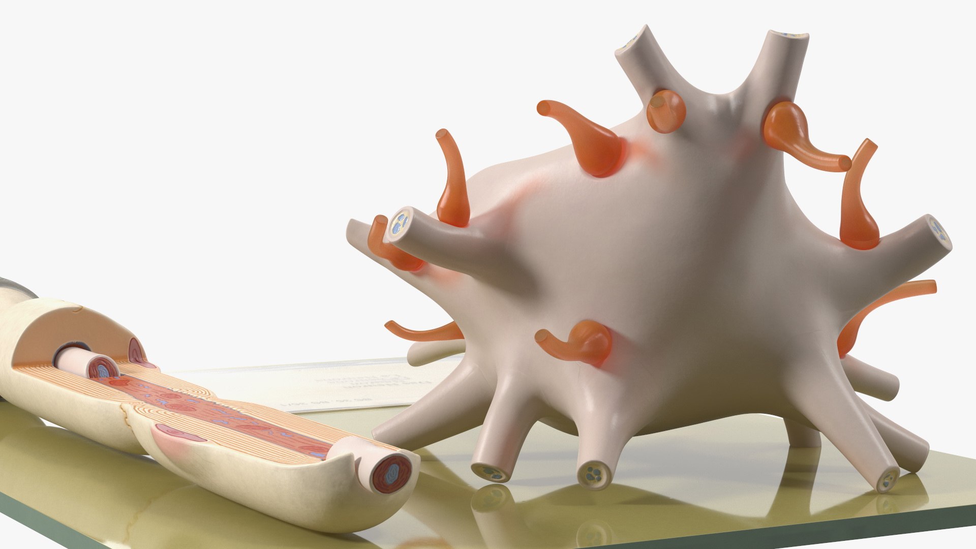 3D model Human Neuron Model Cross-Section on Stand - TurboSquid 2060147