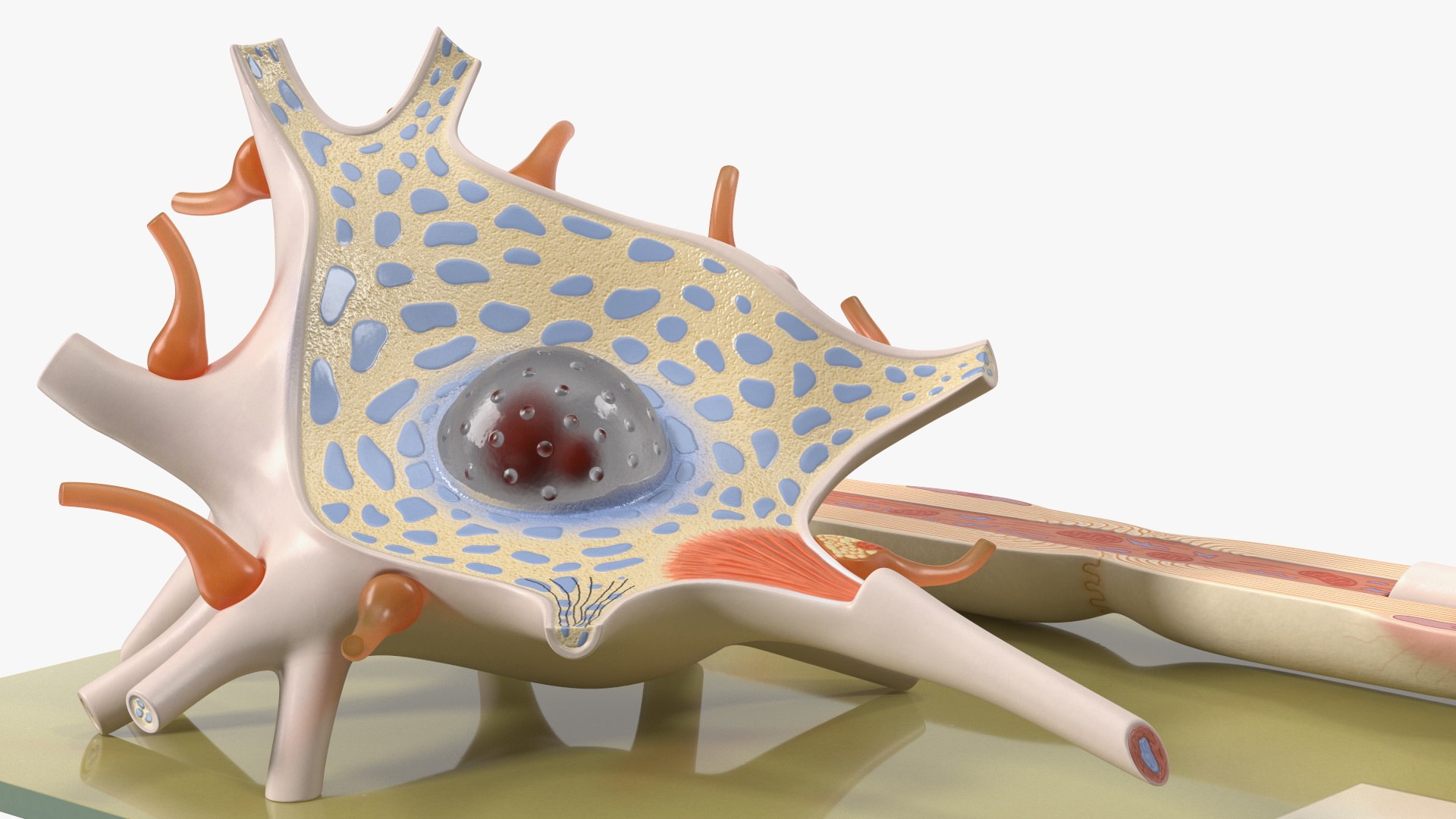 3D model Human Neuron Model Cross-Section on Stand - TurboSquid 2060147