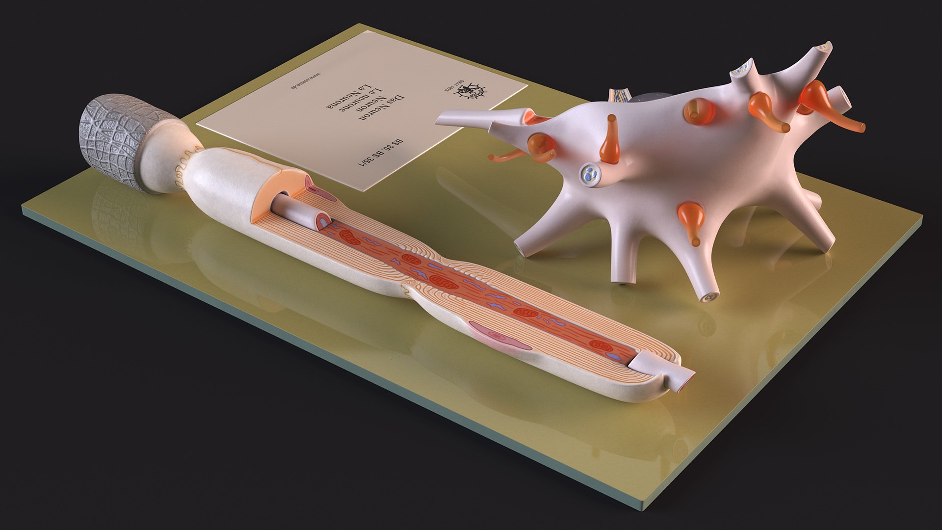 3D model Human Neuron Model Cross-Section on Stand - TurboSquid 2060147