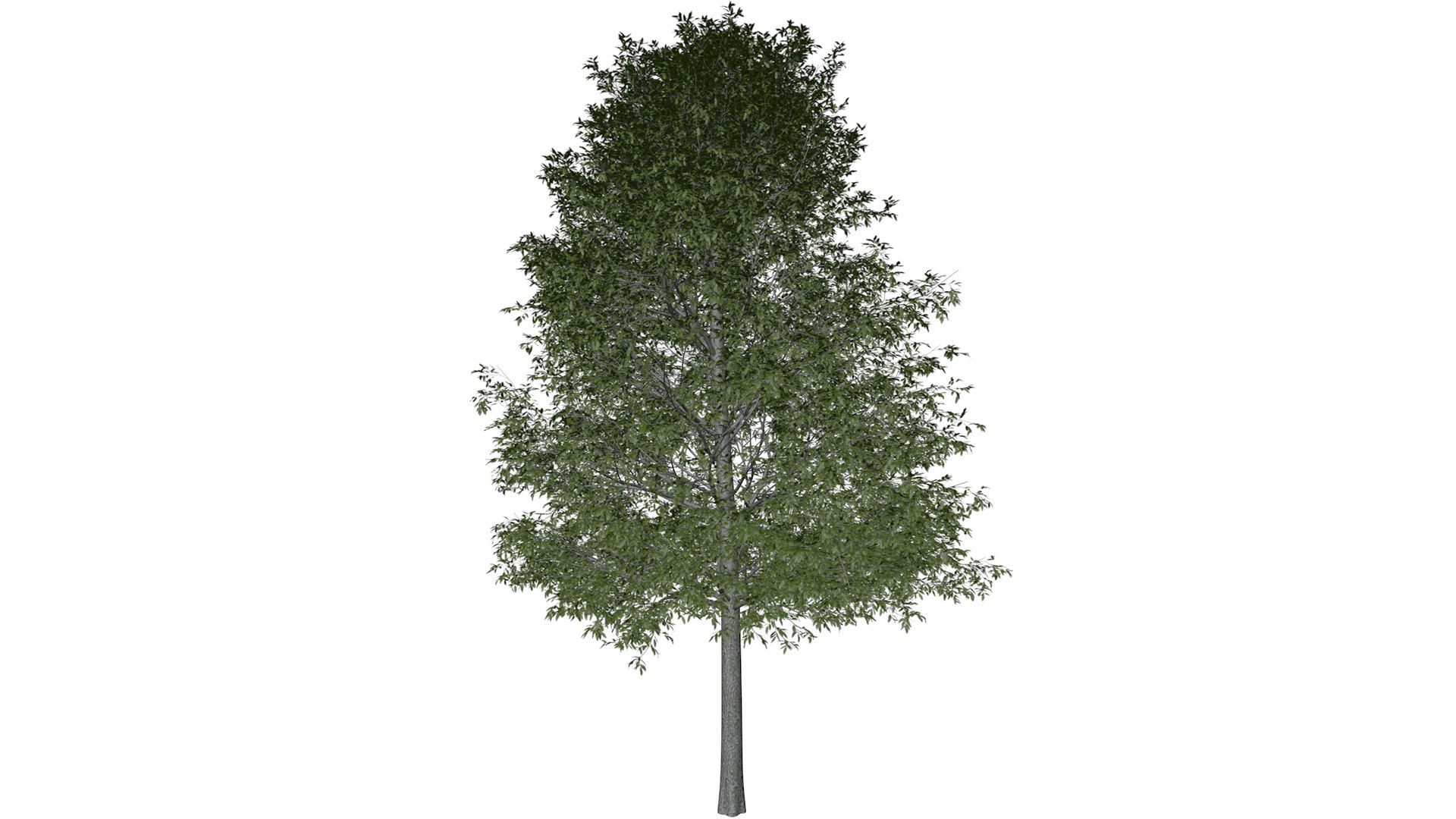 Shingle Oak Tree - 03 - 3D Model - TurboSquid 2377782