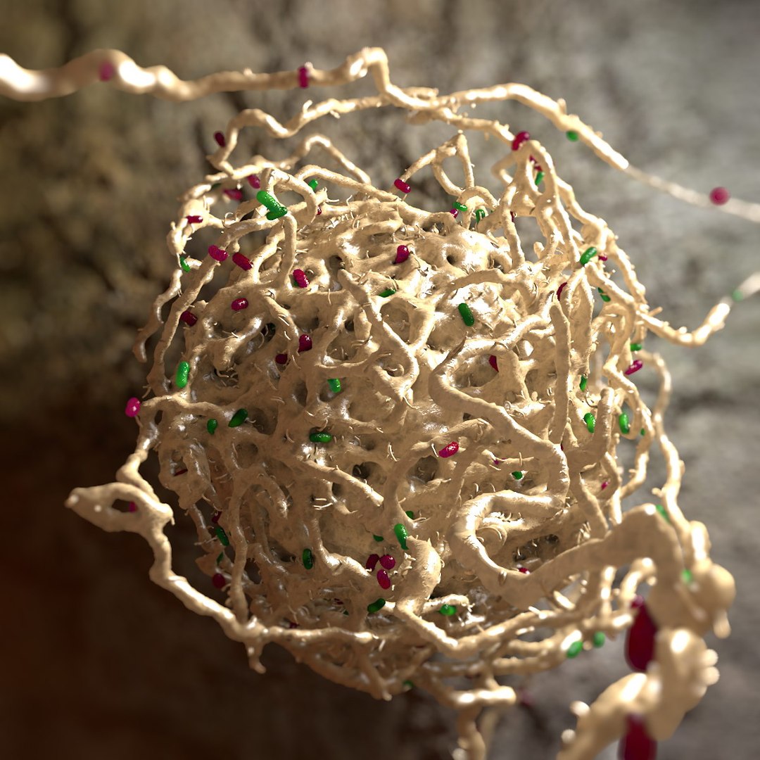 3d Model Filamentous Fungus Bacteria