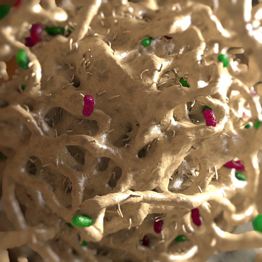 3d Model Filamentous Fungus Bacteria